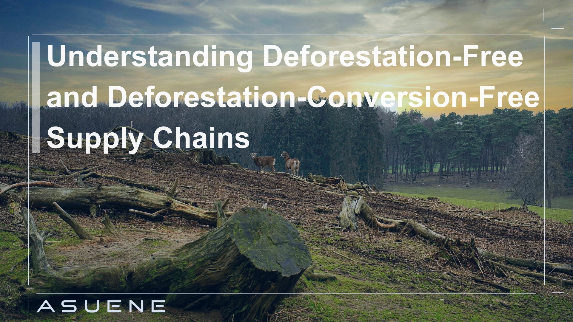 Understanding Deforestation-Free and Deforestation-Conversion-Free ...
